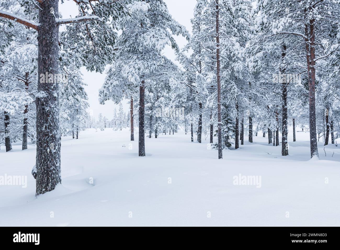 A dense forest in Sweden covered in snow, with numerous trees standing ...