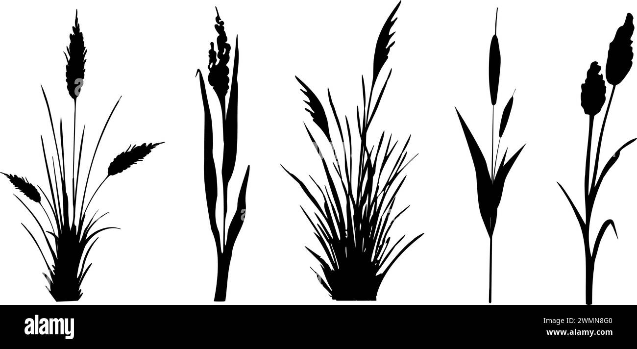 Black and white bull rushes Stock Vector Images - Alamy