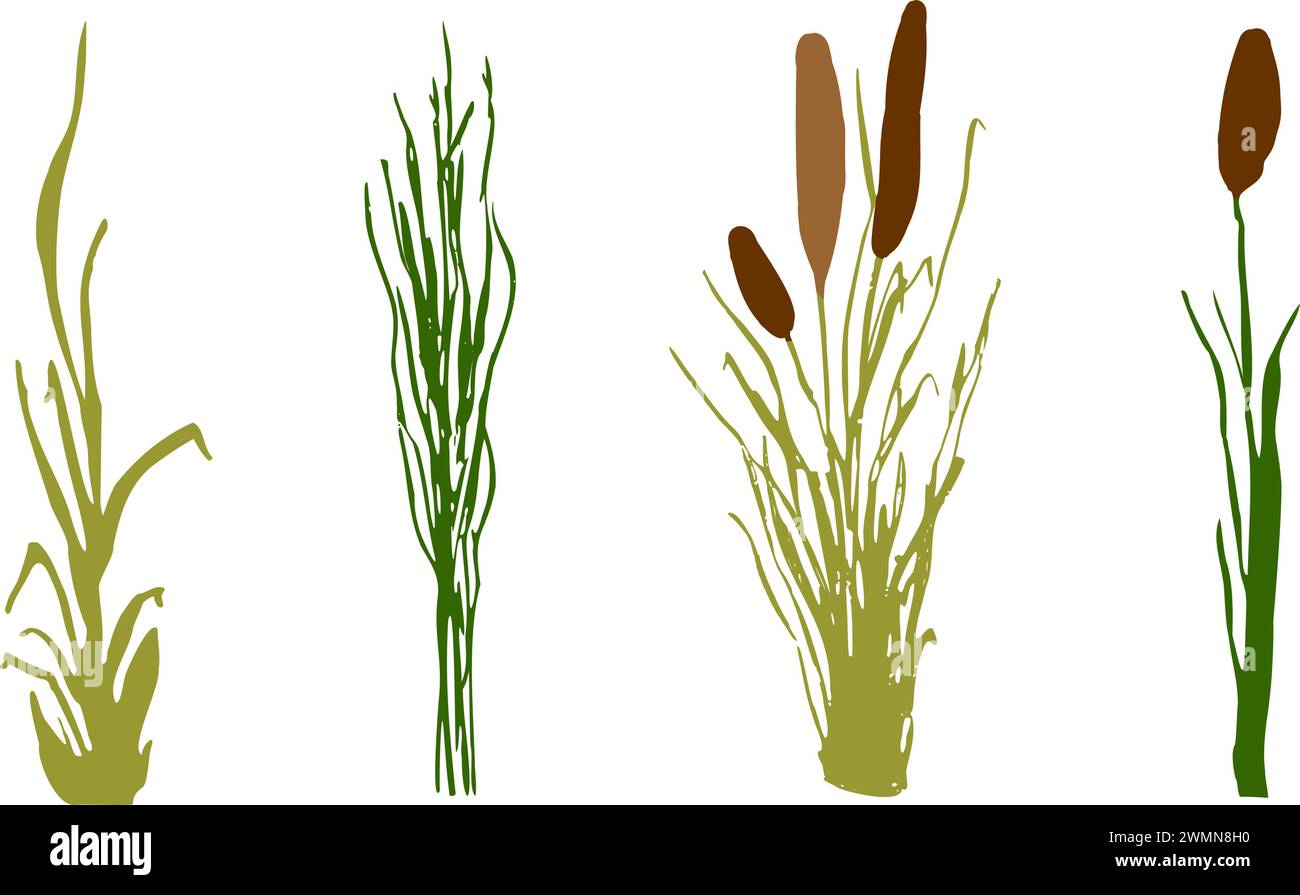 Tall grass tall marsh grass Cut Out Stock Images & Pictures - Alamy