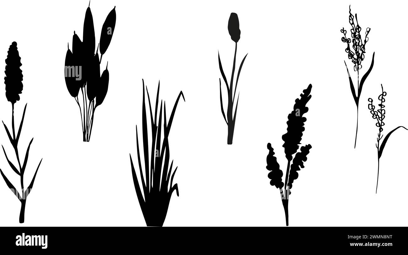 Black grass graphic silhouette.Image of a monochrome reed,grass or ...