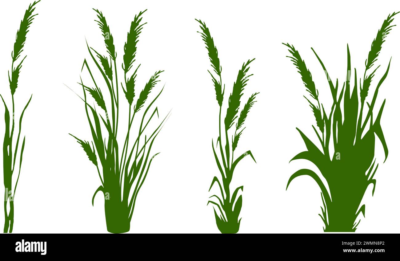 Black grass graphic silhouette.Image of a monochrome reed,grass or ...