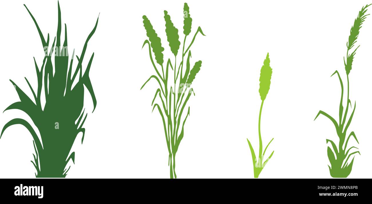 Black grass graphic silhouette.Image of a monochrome reed,grass or ...
