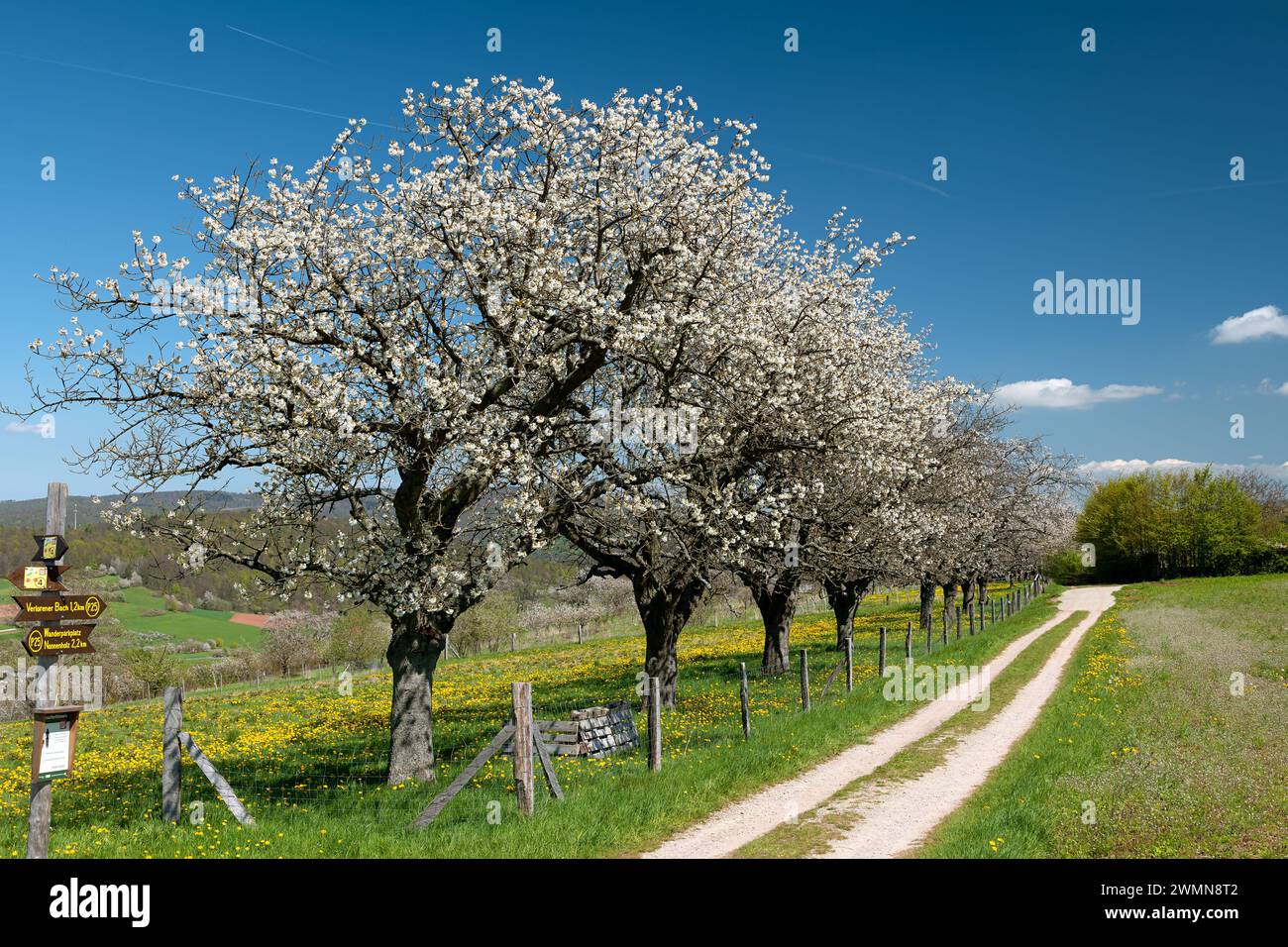 Field path with an avenue of cherry trees in bloom Stock Photo - Alamy