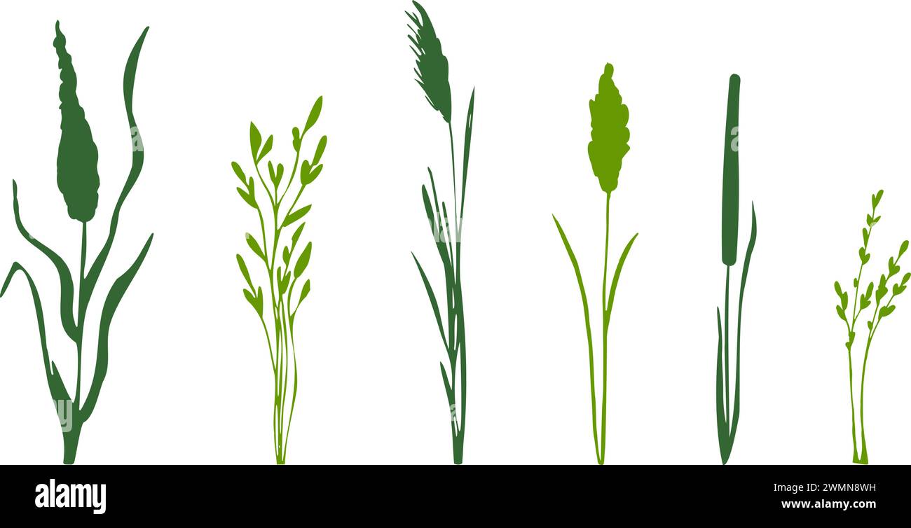 Black grass graphic silhouette.Image of a monochrome reed,grass or ...