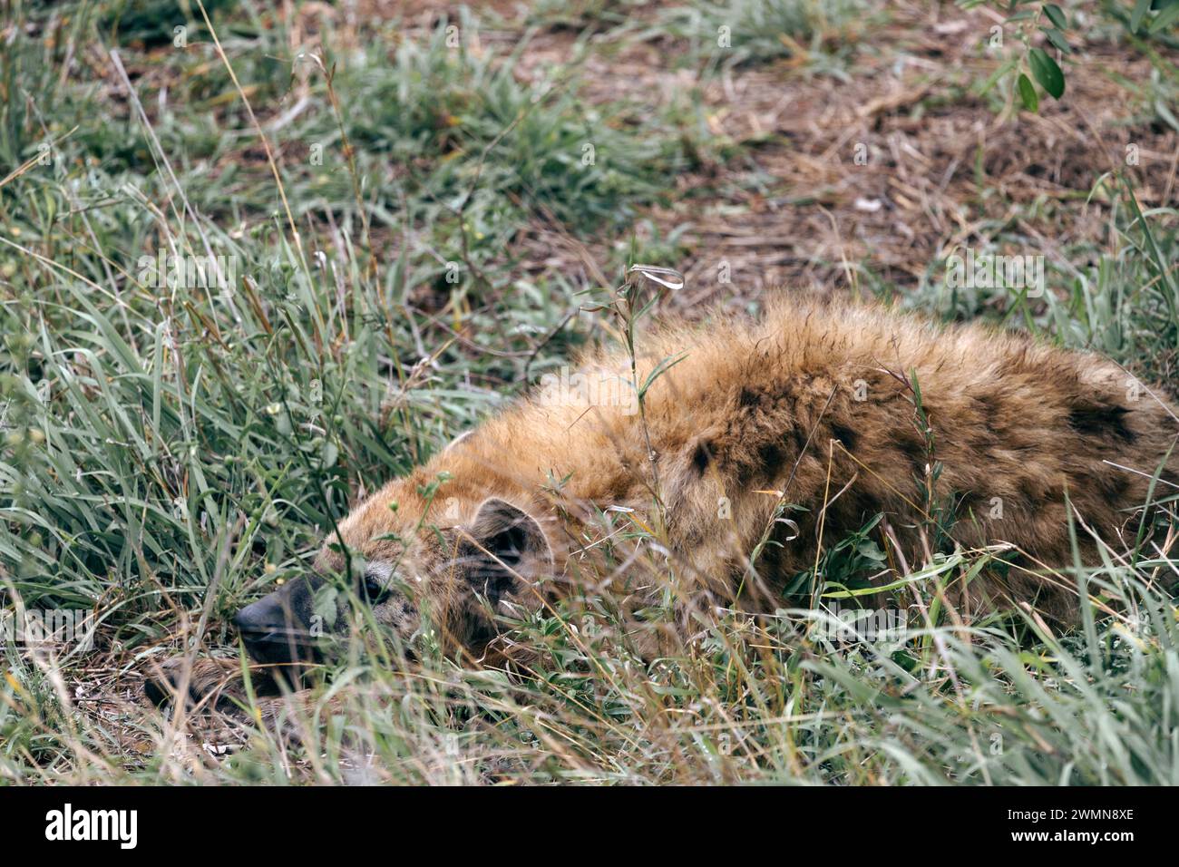 Spotted hyena lies, resting in green grass, animal in natural habitat ...