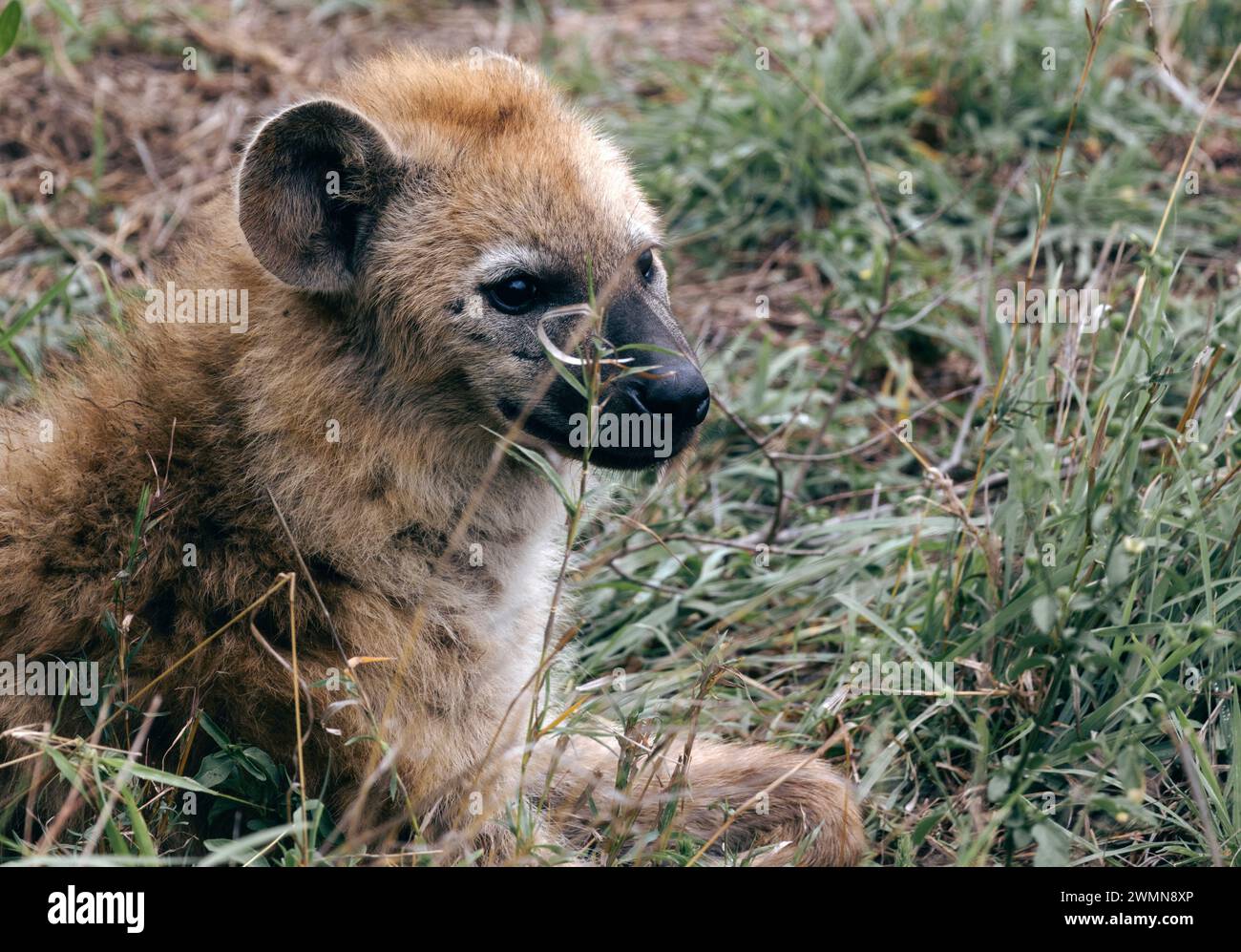 Close up portrait young cute smiled spotted hyena, animal in natural ...