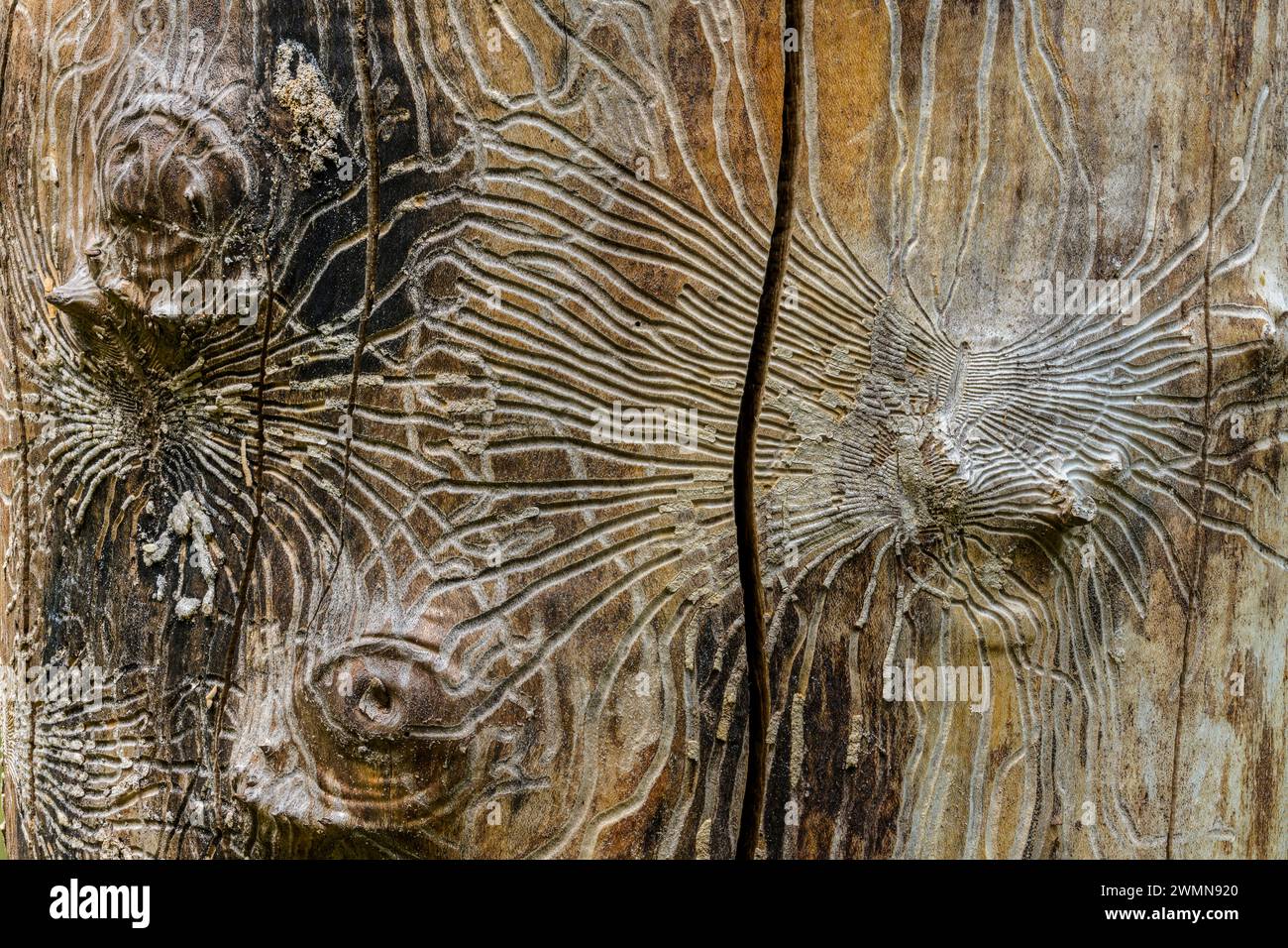 Galleries of bark beetle larvae under the bark of a tree. European ...