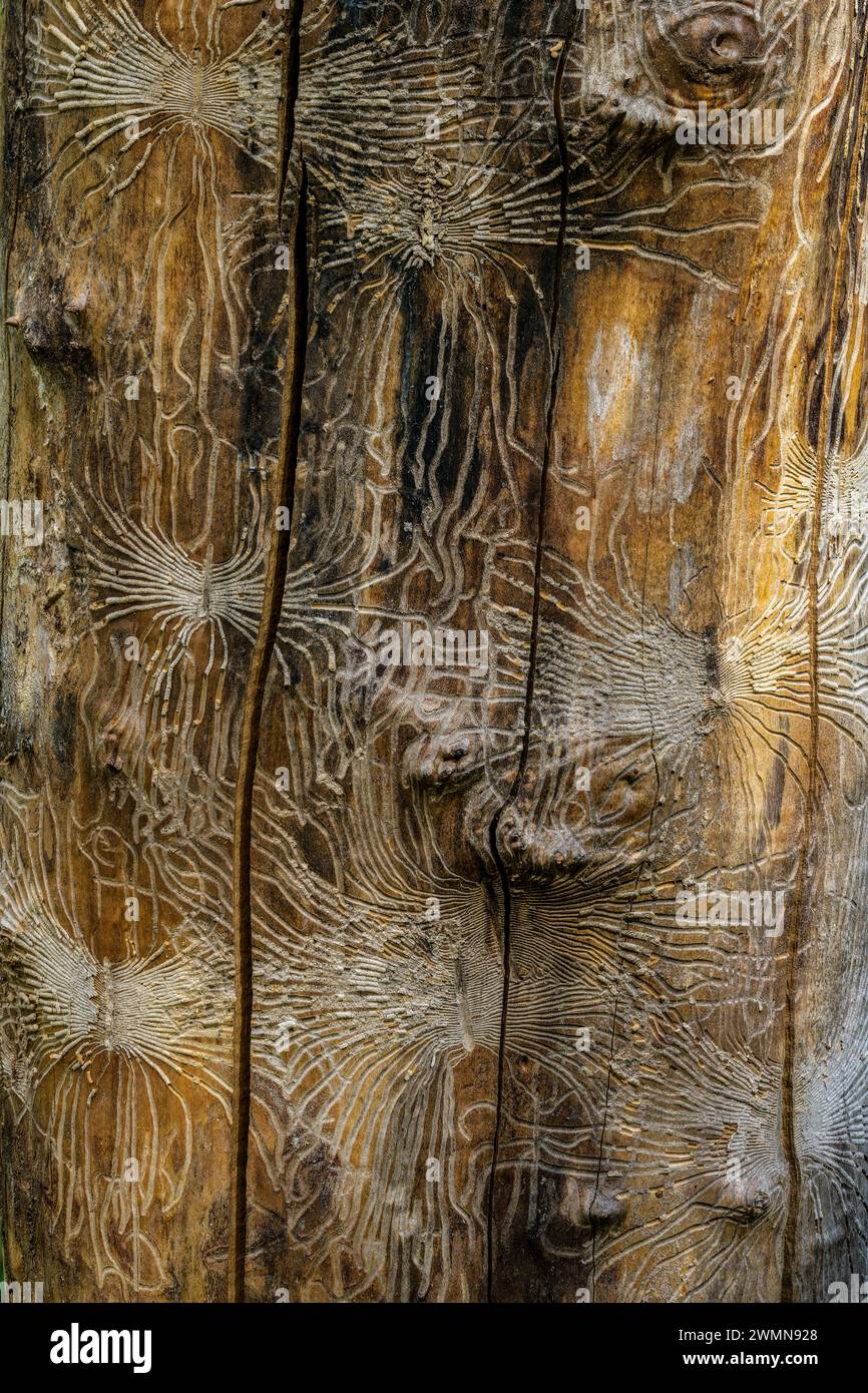 Galleries of bark beetle larvae under the bark of a tree. European ...