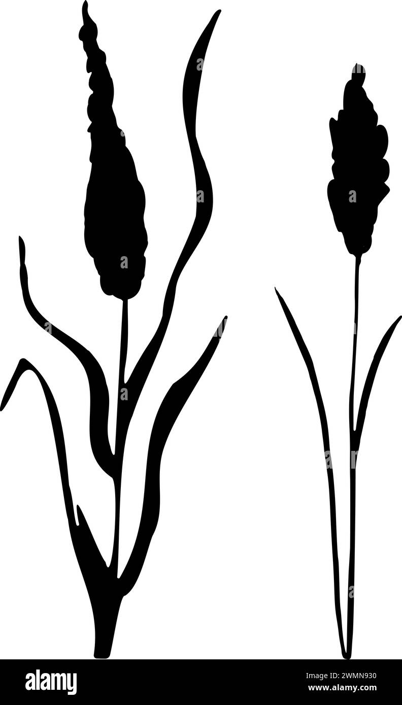 Black grass graphic silhouette.Image of a monochrome reed,grass or ...