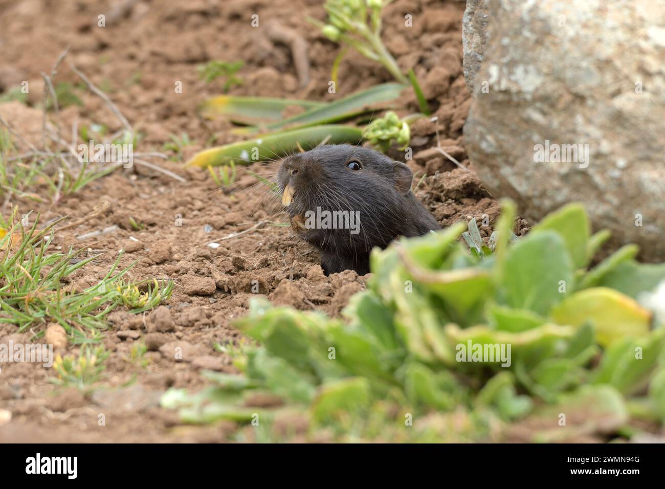 Coruro (Spalacopus cyanus), Octodontidae rodent endemic to Chile ...