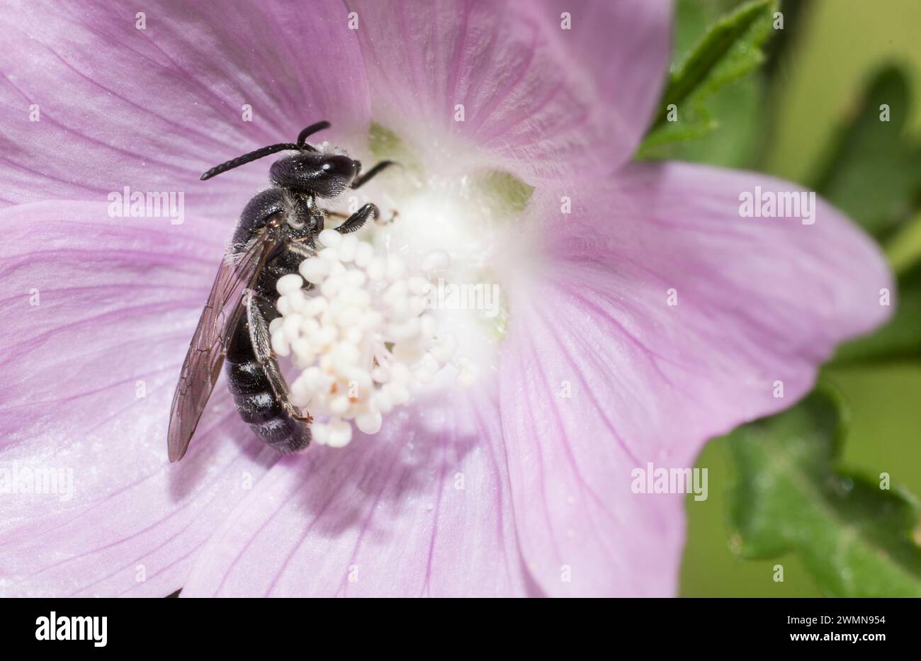 Male Mining bee (Lasioglossum costulatum) foraging in a mallow, Vosges ...