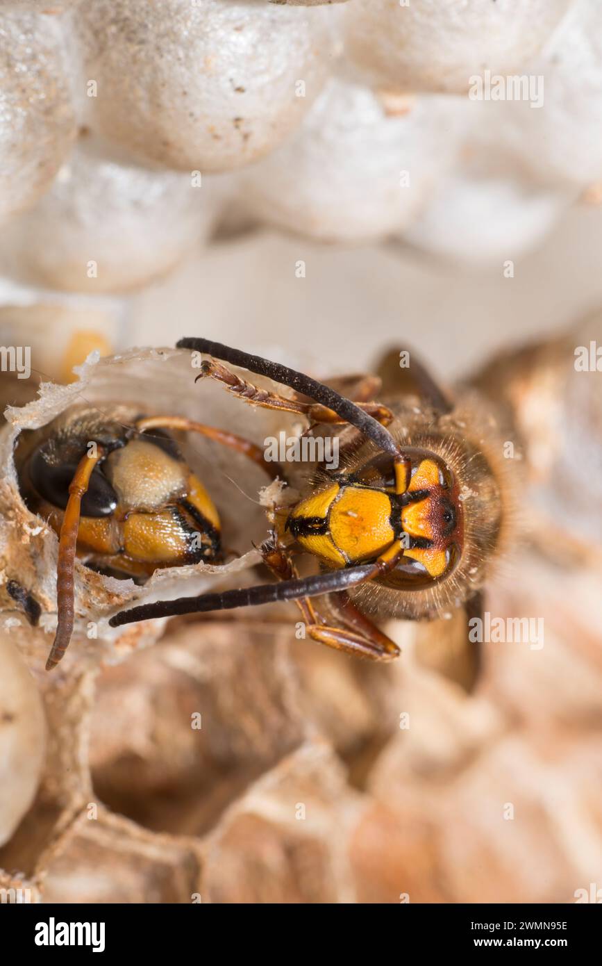 European hornets (Vespa crabro) emerging from their honeycomb, Vosges ...