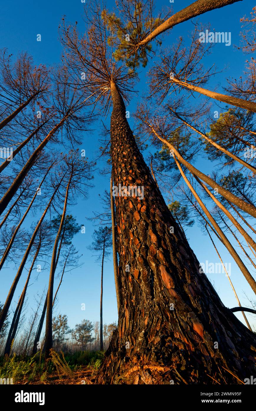 . Pins maritimes (Pinus pinaster) noircis, brûlés après l'incendie de ...