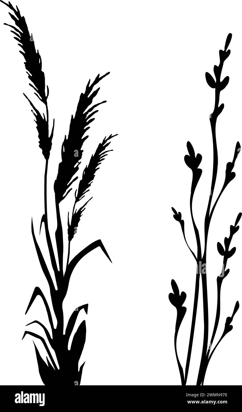 Black Grass Graphic Silhouetteimage Of A Monochrome Reedgrass Or Bulrush On A White Background