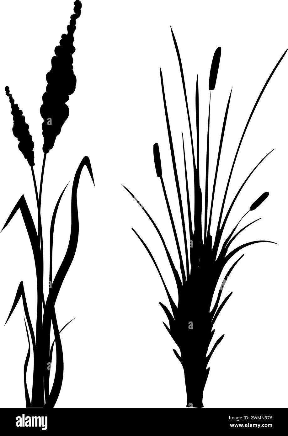 Black grass graphic silhouette.Image of a monochrome reed,grass or ...