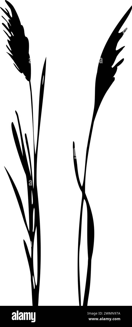 Black grass graphic silhouette.Image of a monochrome reed,grass or ...