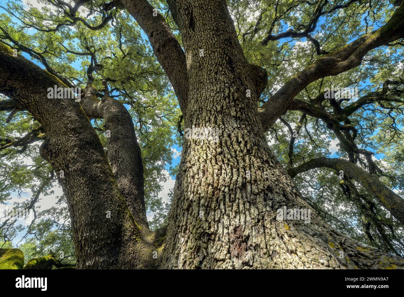 A thousand-year-old holm oak in Aragon (Tree of the Year 2021). "With ...