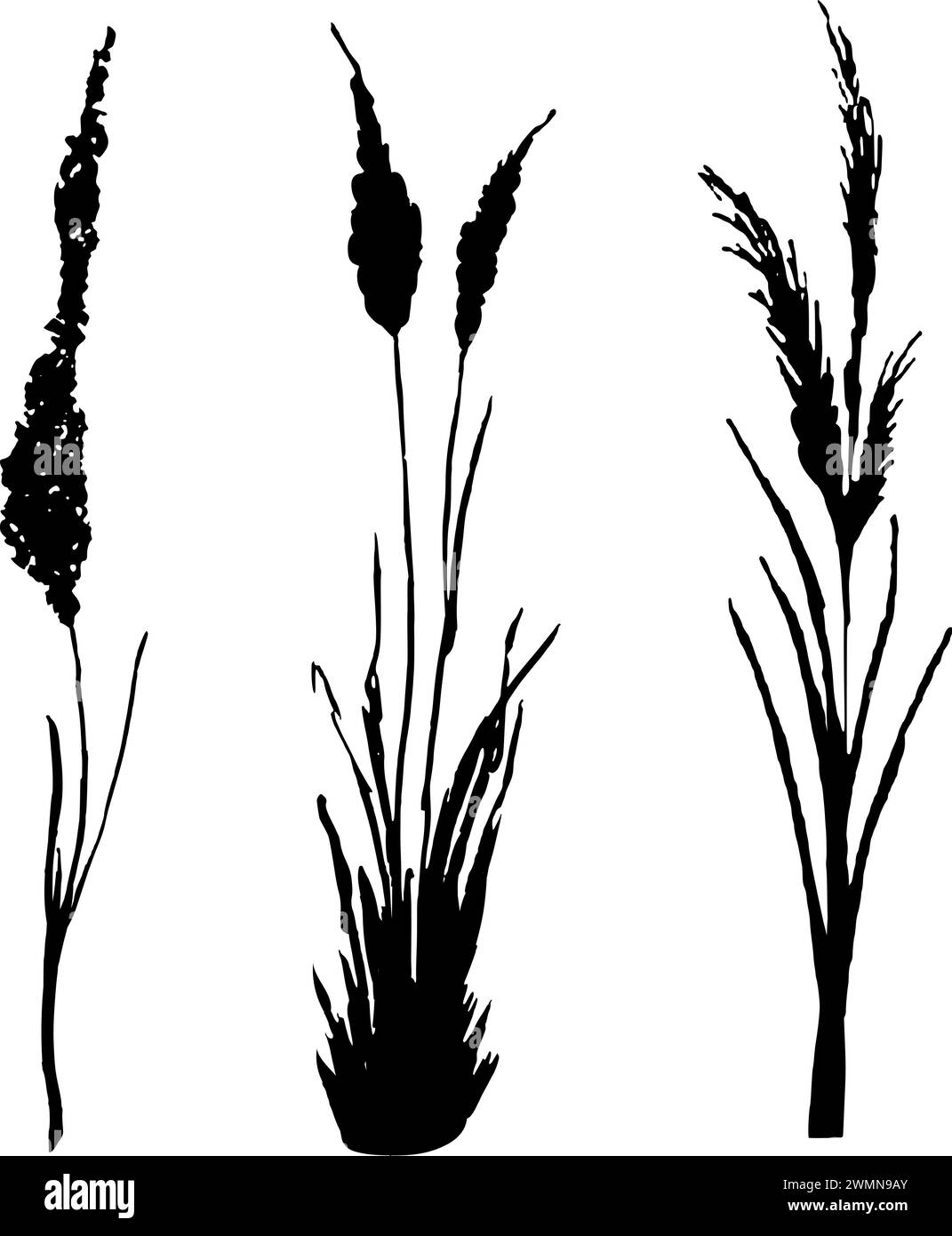 Black Grass Graphic Silhouetteimage Of A Monochrome Reedgrass Or Bulrush On A White Background