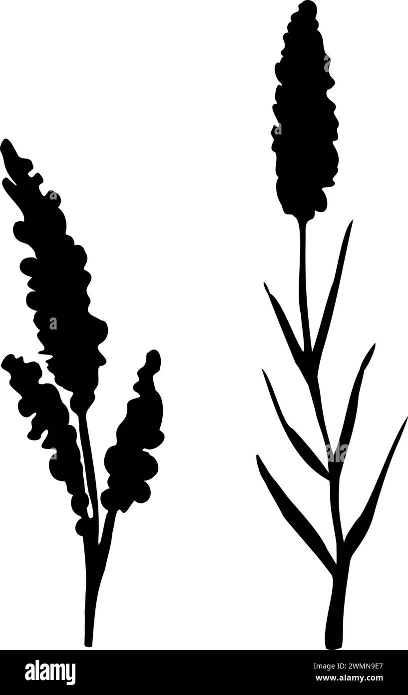 Black Grass Graphic Silhouetteimage Of A Monochrome Reedgrass Or Bulrush On A White Background