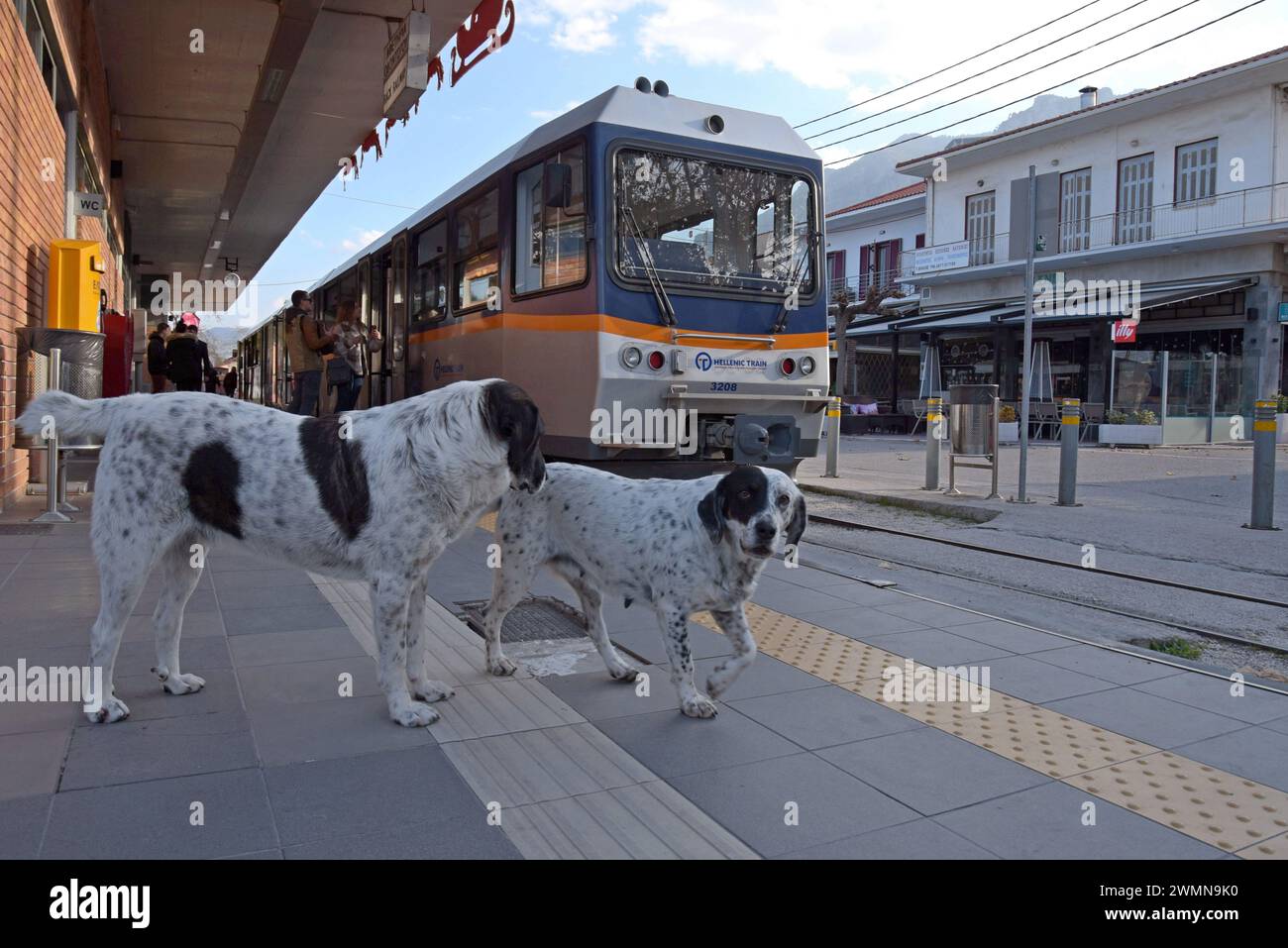 Stray dogs next to a diesel railcar of the Diakopto rack railway at the ...