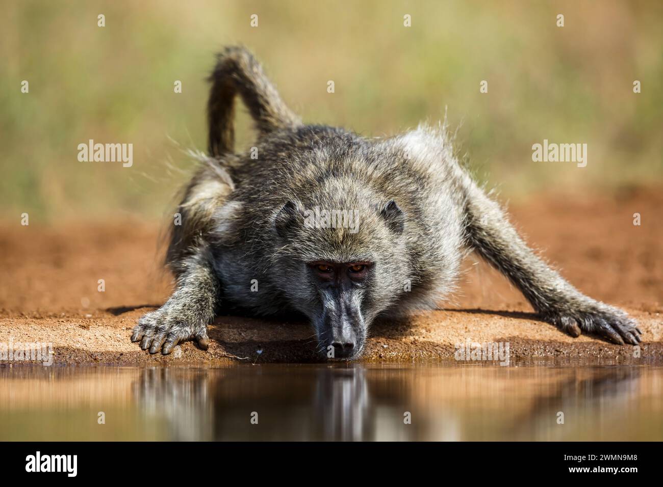 Chacma baboon (Papio ursinus) drinking front view in waterhole in ...