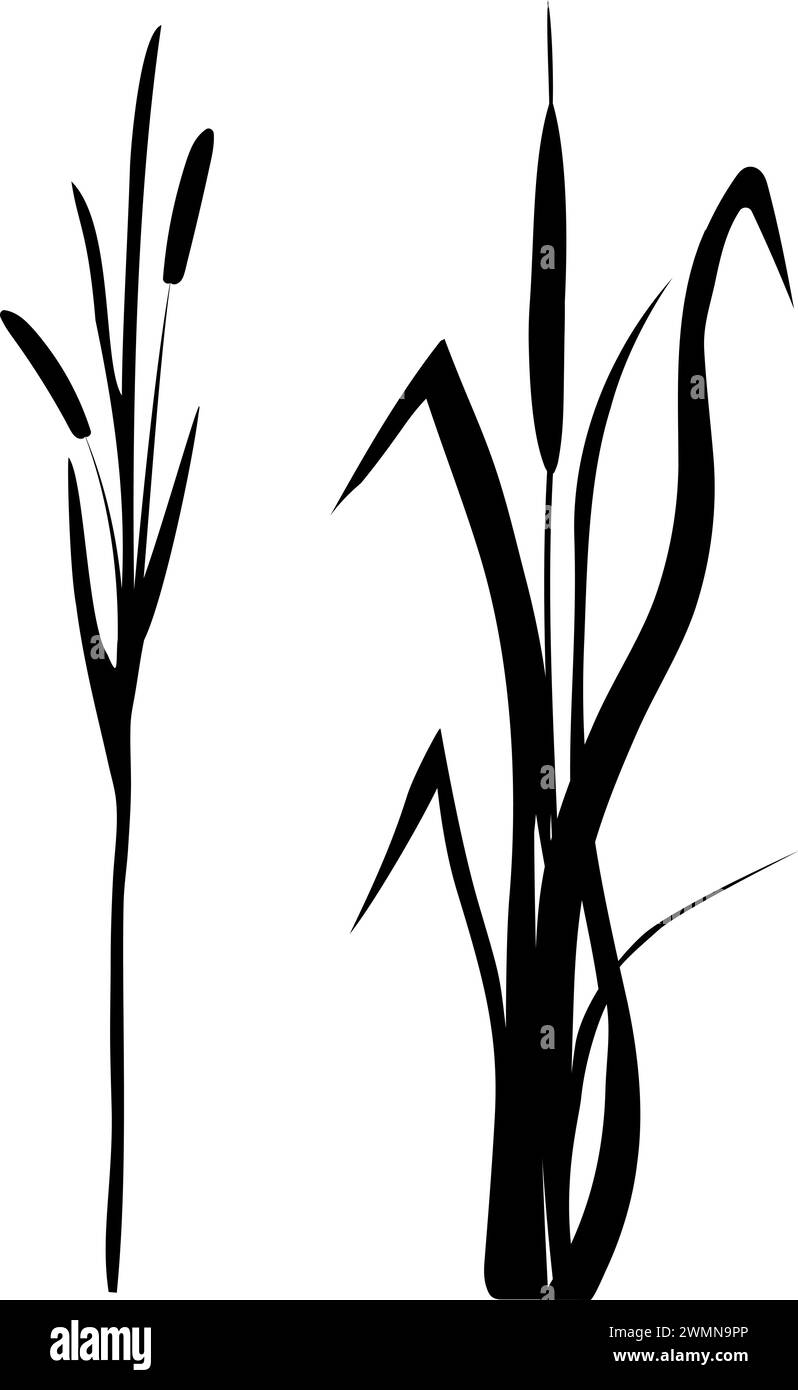 Black grass graphic silhouette.Image of a monochrome reed,grass or ...