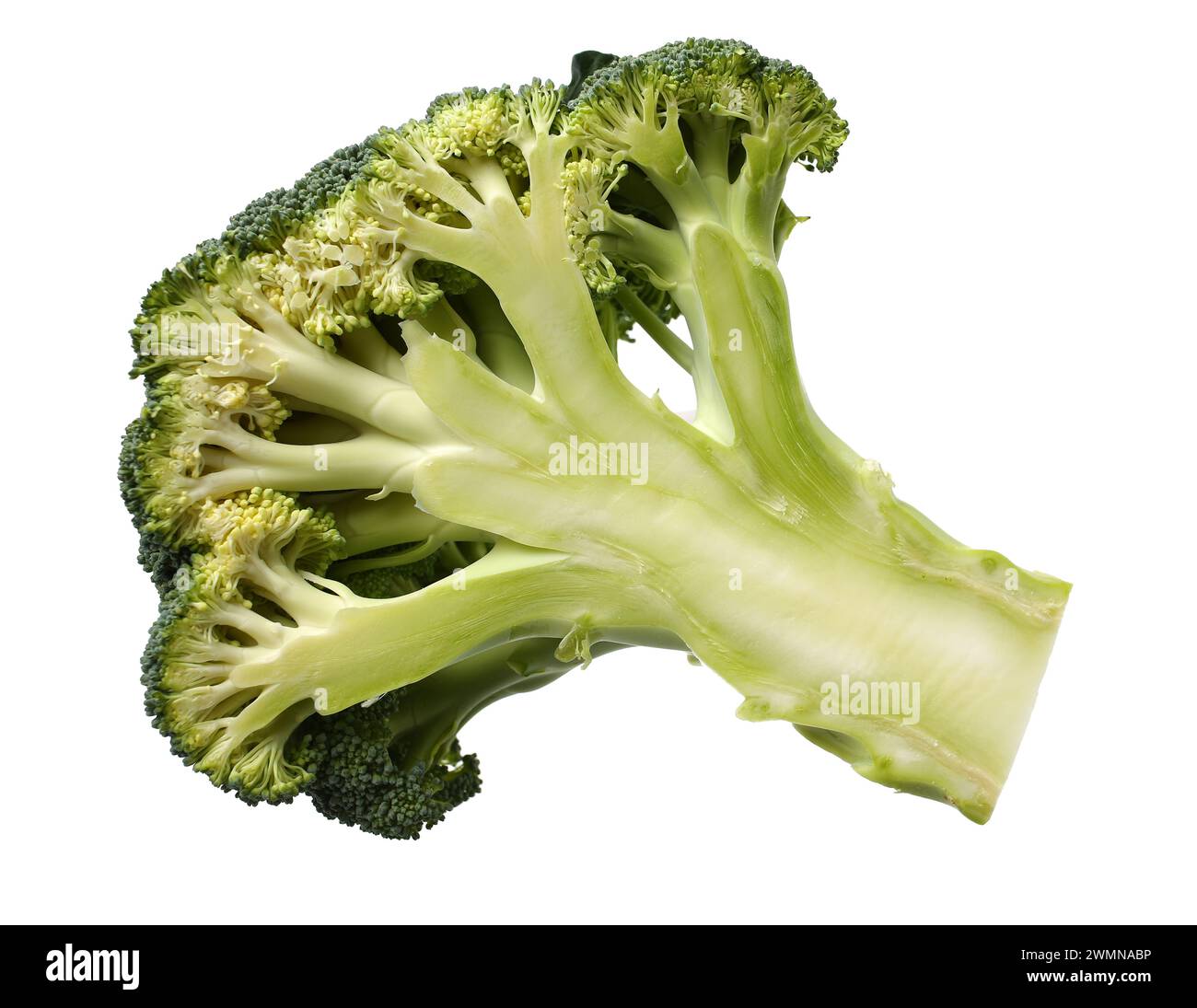 Broccoli vegetable on white background Stock Photo - Alamy