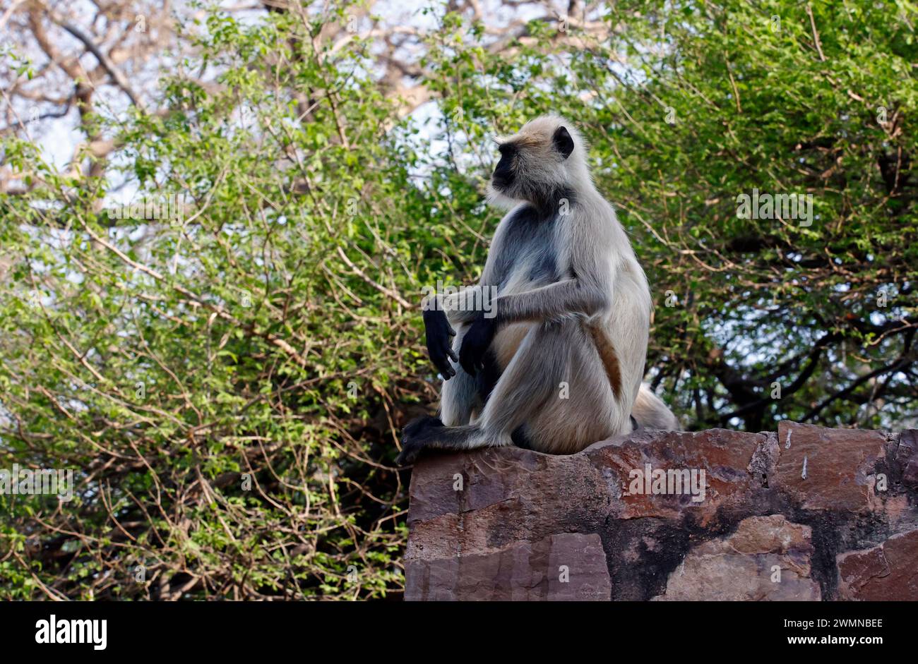Langur monkeys at Ranthambore fort in India Stock Photo - Alamy