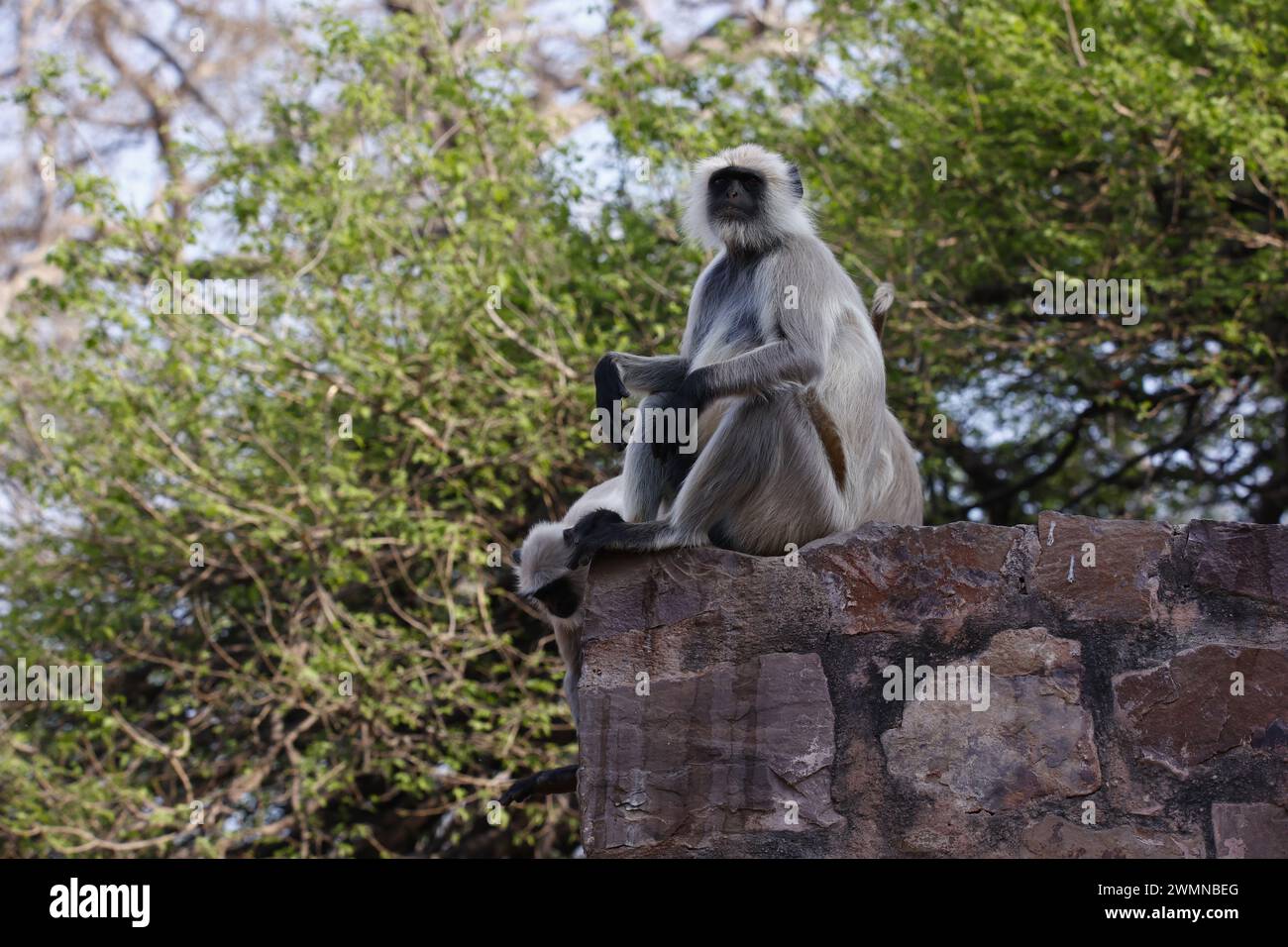 Langur monkeys at Ranthambore fort in India Stock Photo - Alamy