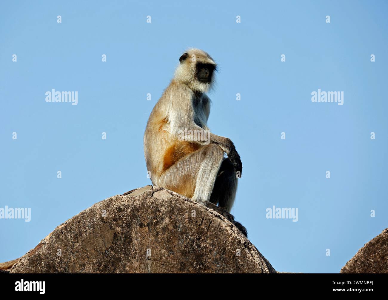 Langur monkeys at Ranthambore fort in India Stock Photo - Alamy