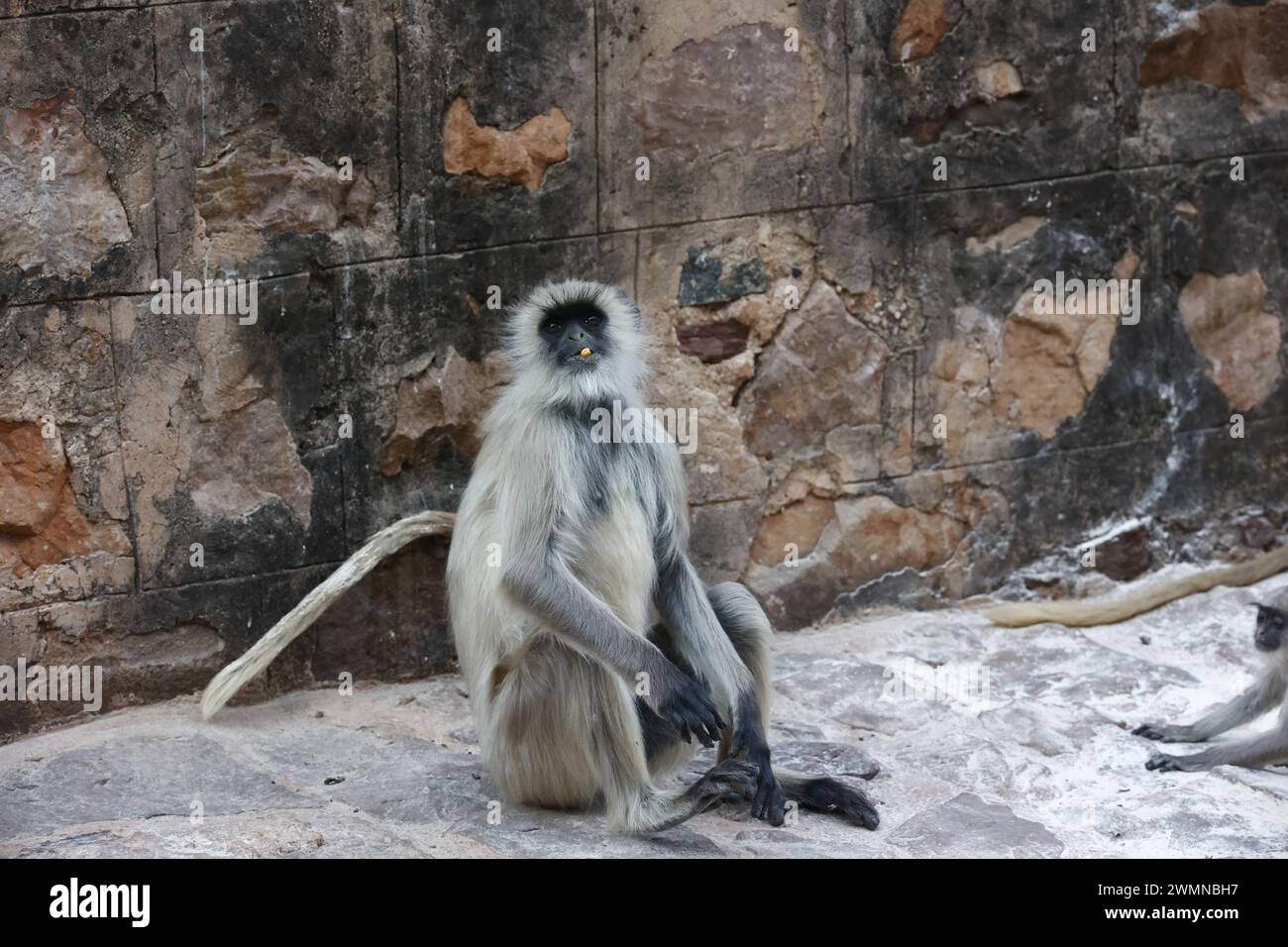 Langur monkeys at Ranthambore fort in India Stock Photo - Alamy