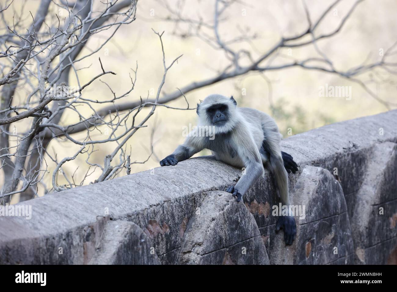 Langur monkeys at Ranthambore fort in India Stock Photo - Alamy