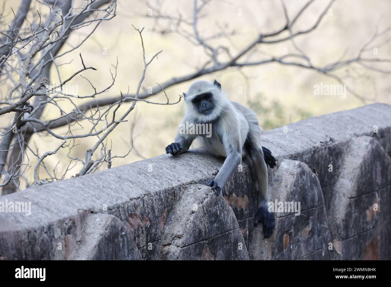 Langur monkeys at Ranthambore fort in India Stock Photo - Alamy