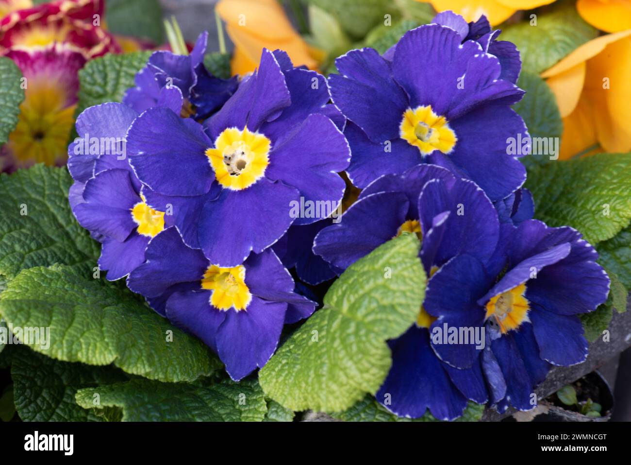 Blue polyanthus, Primrose Bonneli Stock Photo - Alamy