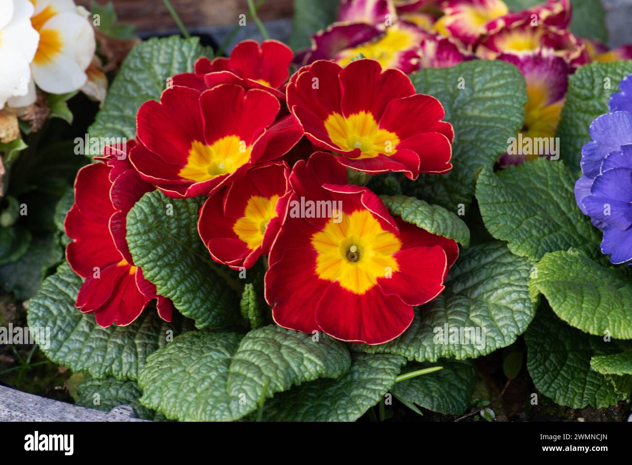 Spring container primrose hi-res stock photography and images - Alamy