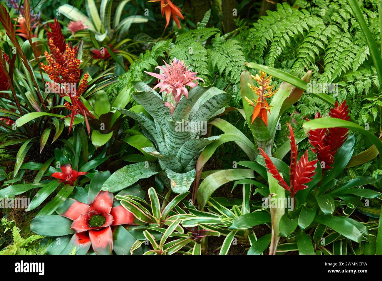 Aechmea Elegance: Discovering the Beauty of Bromeliads. The vibrant ...