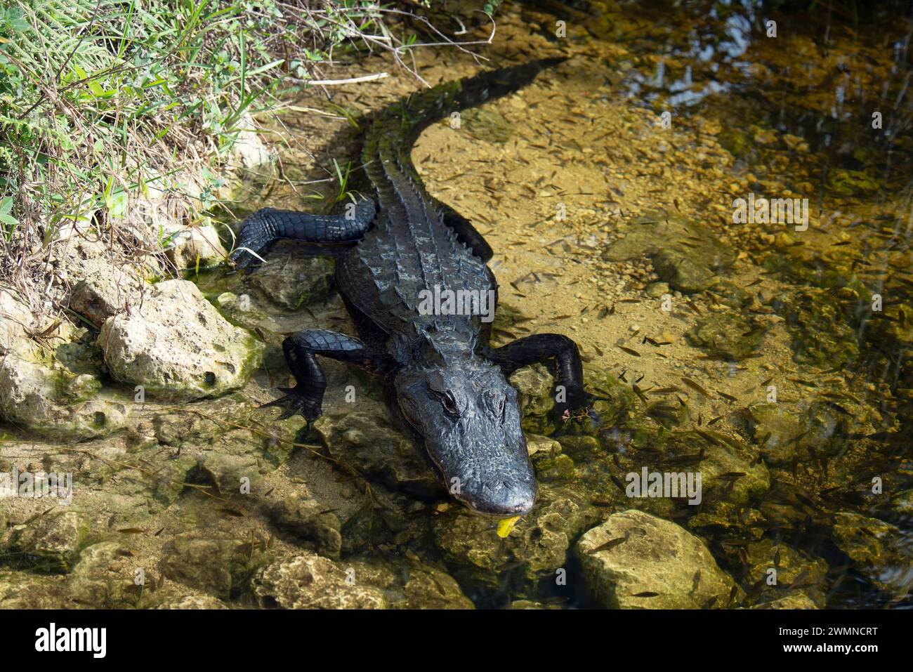American Alligator resting in Shallow Water Stock Photo - Alamy