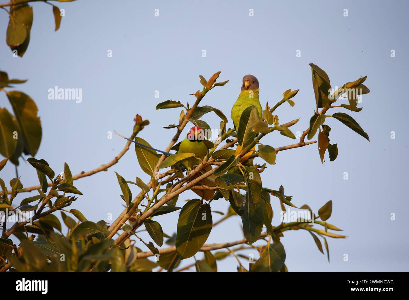 Plum headed parakeet image hi-res stock photography and images - Alamy