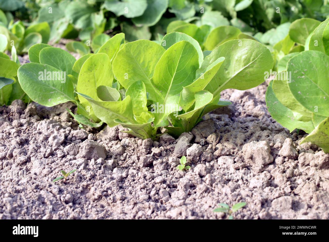 Lettuce row garden hi-res stock photography and images - Alamy