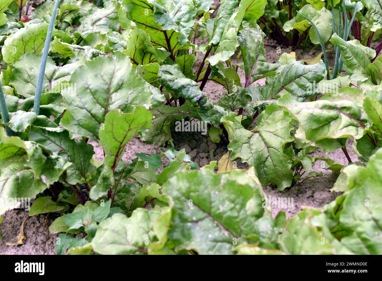 Wide leaves with red veins, this is a beet plantation Stock Photo - Alamy