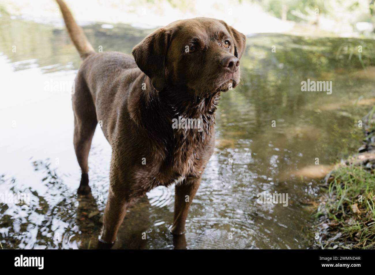 Labrador retriever dog playing in the water Stock Photo - Alamy