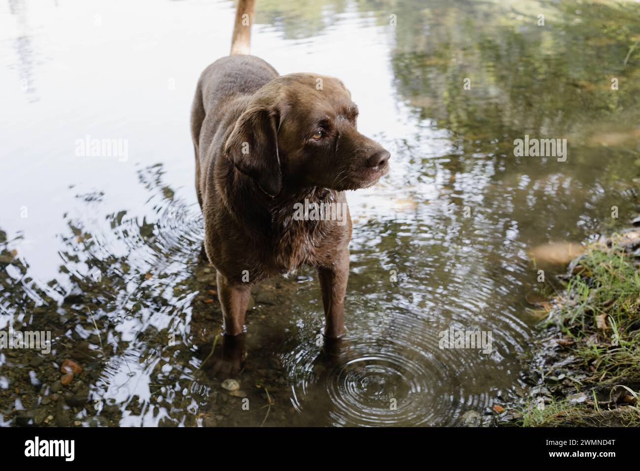 Lab or golden retriever service dog hi-res stock photography and images ...