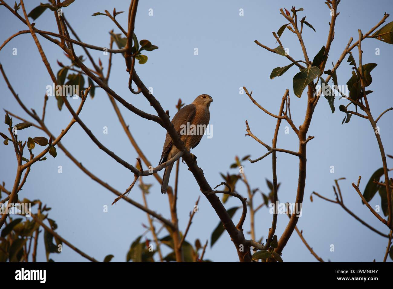 Adult shikra hi-res stock photography and images - Alamy