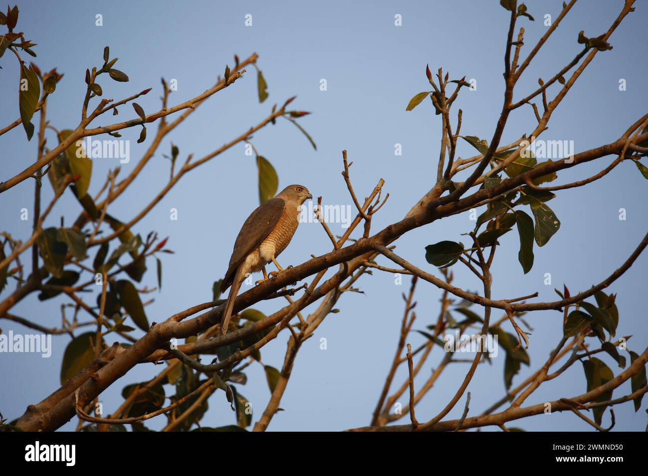 Shikra falcon perched in a tree in India Stock Photo - Alamy