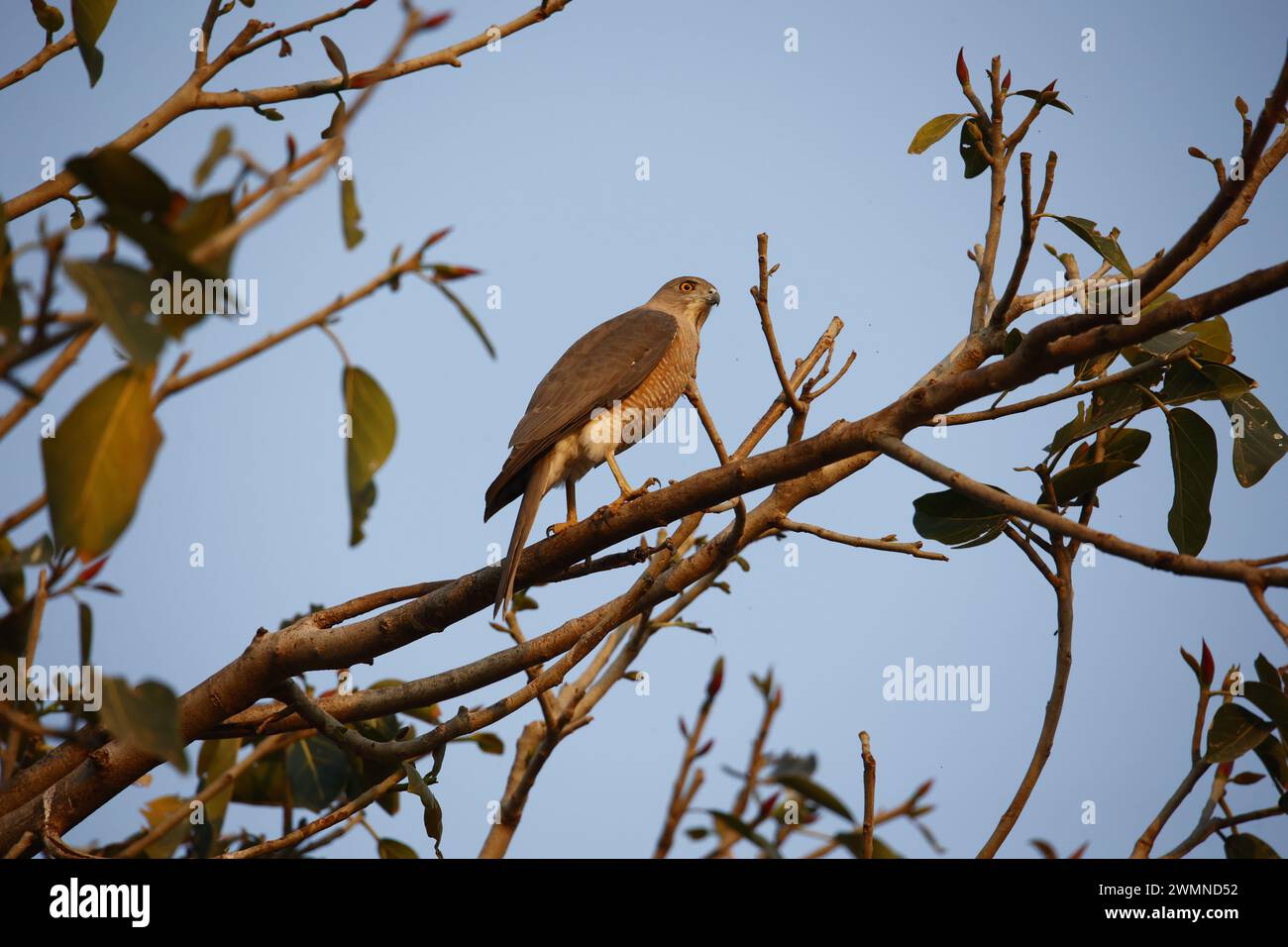 Adult shikra hi-res stock photography and images - Alamy