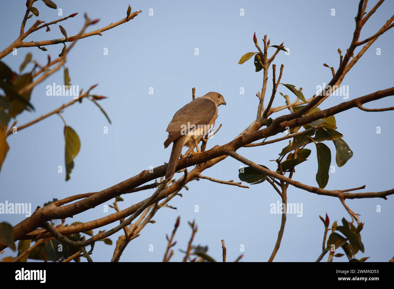 Shikra falcon perched in a tree in India Stock Photo - Alamy