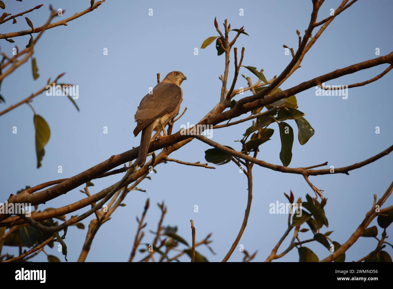 Adult shikra hi-res stock photography and images - Alamy
