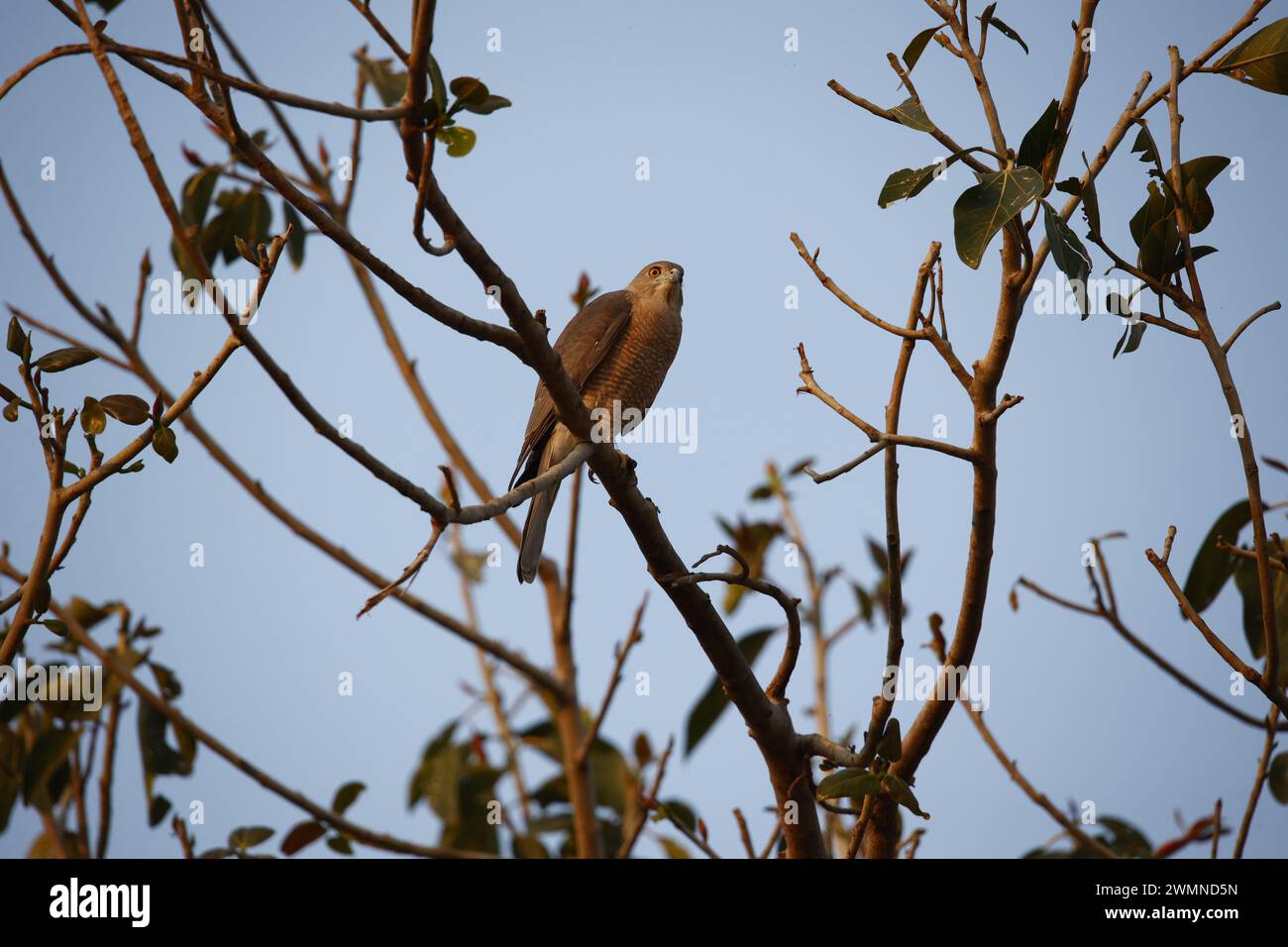 Shikra falcon perched in a tree in India Stock Photo - Alamy