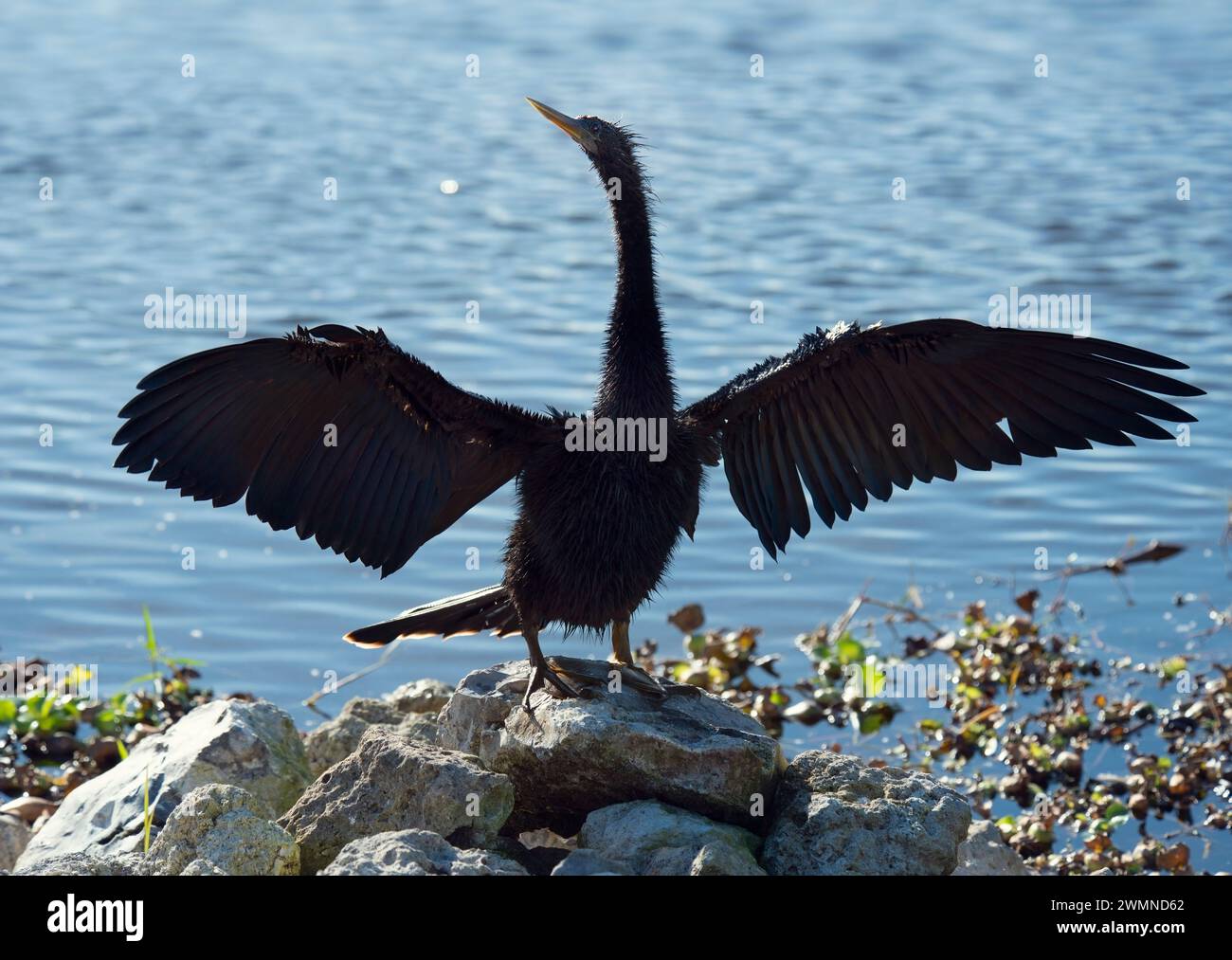Wetland drying up hi-res stock photography and images - Alamy