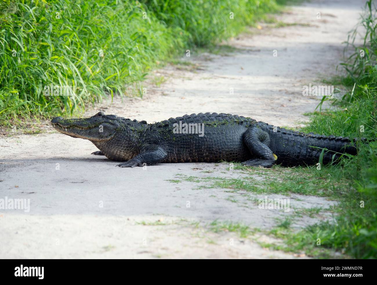 American Alligator resting on a trail in Florida park Stock Photo - Alamy